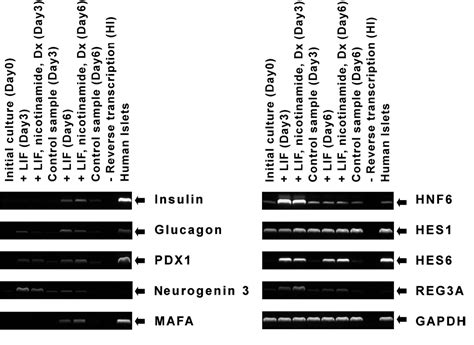 Table 1 From Activation Of The Jak Stat Signalling Pathway By Leukaemia Inhibitory Factor