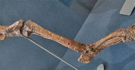 Louisville Fossils And Beyond Maiacetus Transitional Whale Fossil