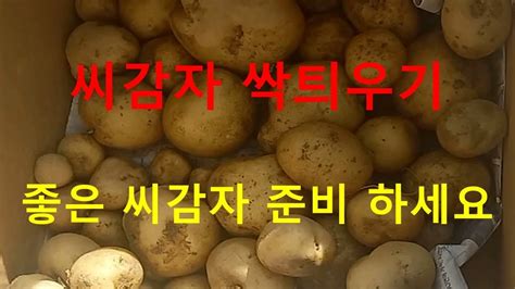 텃밭 농사 110 씨감자 싹 틔우기 F가을감자 Youtube