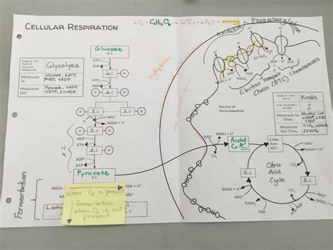Cellular Respiration Diagram World Of Reference