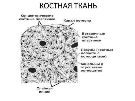 Цитология и гистология Схема плоскостей в теле человека Online Presentation