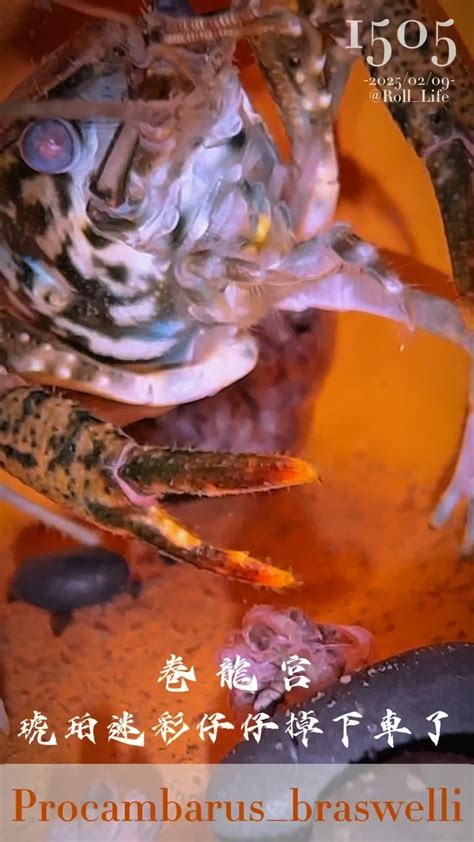 張紘瑒 脱殻了 捲龍宮 Rolllife Crayfish 螯蝦 魚缸 水族 螯蝦飼養紀錄 養蝦 繁殖 養殖 拍攝