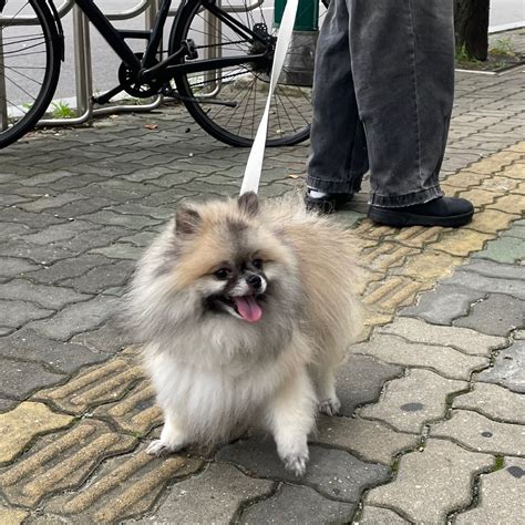 포메라니안 하늘 티컵말티푸분양하는곳 티컵푸들분양하는곳 티컵강아지분양하는곳 화이트비숑프리제분양 화이트포메라니안분양 화이트말티즈분양 화이트말티푸분양 화이트푸들분양 화이트