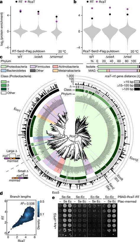 Rcat Proteins Interact And Co Evolve With Their Cognate Retron Reverse