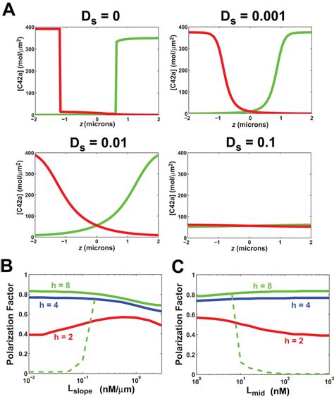 Simulations Of Spatial Model Of Yeast Cell Polarization A Effect Of Download Scientific
