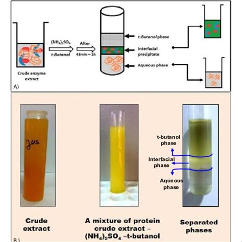 Three Phases After Three Phase Partitioning Recovery Experiment From Download Scientific