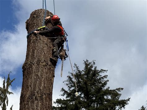 Services Improve Your Property Today Get Expert Tree Services