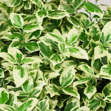 Variegated Evergreen Shrubs