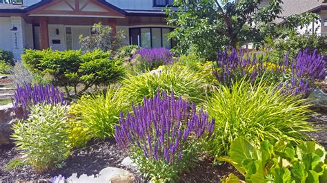 Add This Drought Tolerant Ornamental Grass For Its Beautiful Color