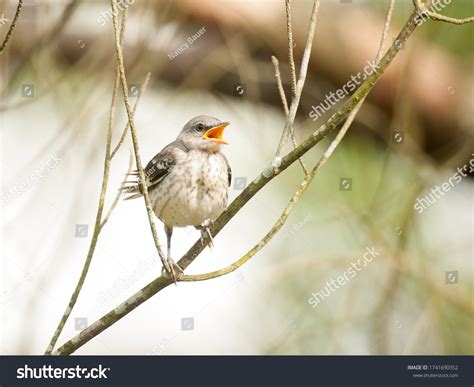 4 Imágenes De Immature Mockingbird Imágenes Fotos Y Vectores De Stock Shutterstock