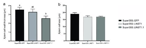 Xylem Cell Wall Thickness And Xylem Cell Size In Tobacco Of Different