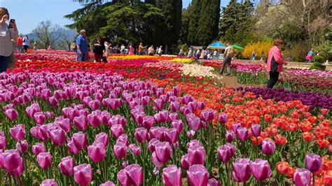 Крым 2022 ПАРАД ТЮЛЬПАНОВ в Никитском Ботаническом Саду Целое море цветов и буйство красок в