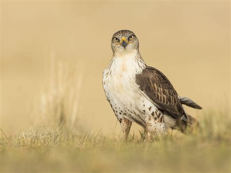 Ferruginous Hawk Buteo Regalis Birds Of The World