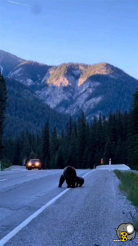 بازی بچه خرس با مادرش فیلو