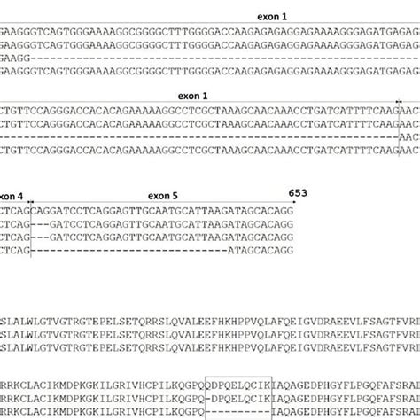Multiple Sequence Alignment Of Nucleotide And Protein Sequences Of