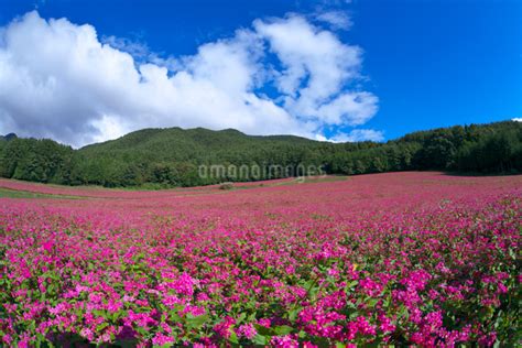 Fyi Amanaimages Plus