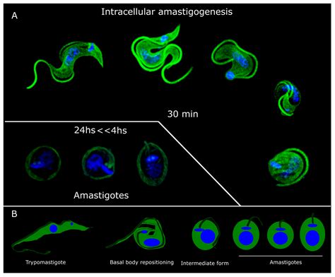From Trypomastigotes To Trypomastigotes Analyzing The One Way