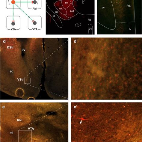 The Mpfc Regulates Goal Directed Motivation And Dopamine Activity Via Download Scientific