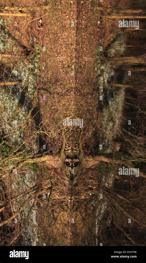 Reflections Of Trees In Water Giving Rise To Some Interesting Forms Stock Photo Alamy