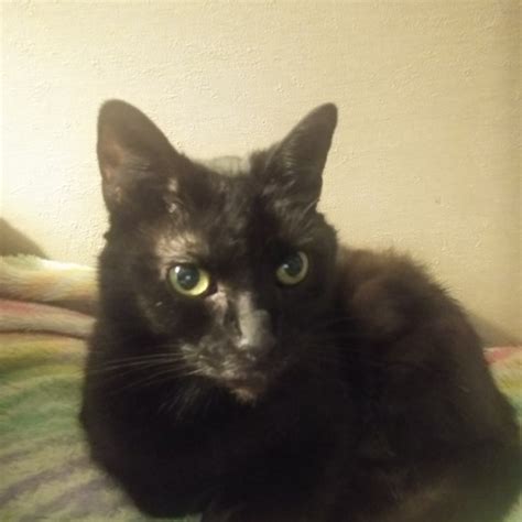 Dancingbean Art Dancingbeanart Tumblr Blog Tumlook