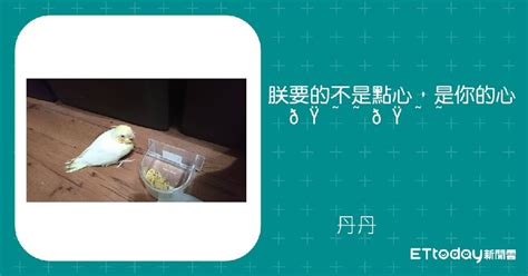 可愛的 貓奴狗僕 撩寵語錄 撩寵金句大募集 心動瞬間通通撩進心坎裡 Ettoday新聞雲