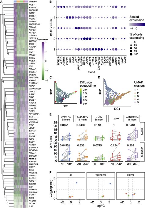 The Memory B Cell Response To Influenza Vaccination Is Impaired In Older Persons Cell Reports