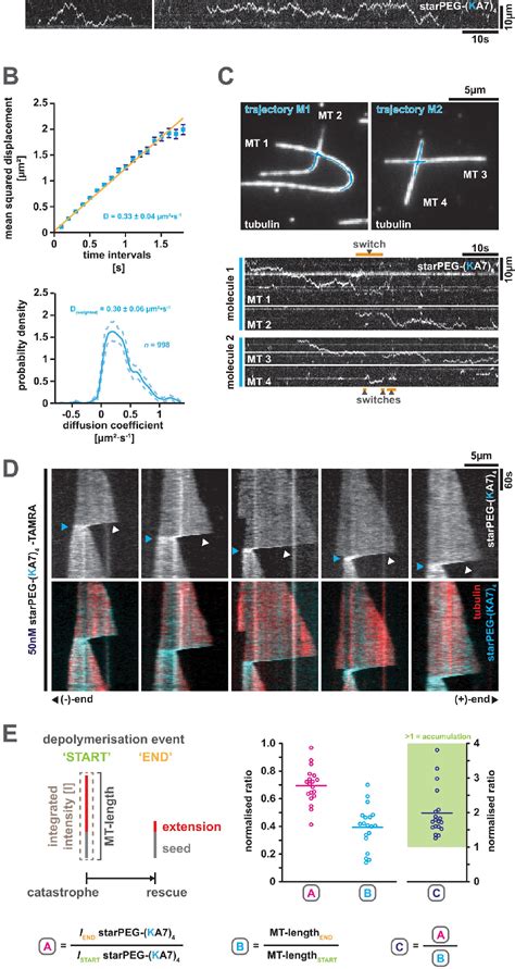 Figure 2 From Multivalent Electrostatic Microtubule Interactions Of