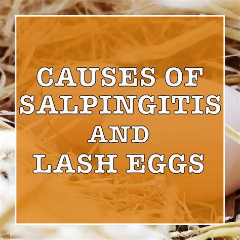 What Causes Salpingitis And Lash Eggs In Chickens
