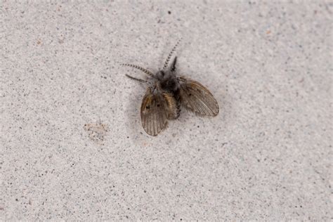 Fruit Flies Vs Drain Flies 7 Ways To Identify Them Peppers Home