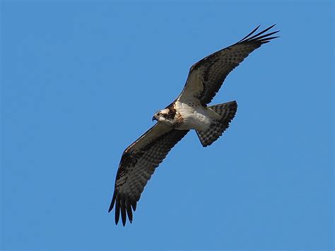 ミサゴとジョウビタキ 風任せ自由人