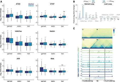 Chromatin Loop Dynamics During Cellular Differentiation Are Associated With Changes To Both