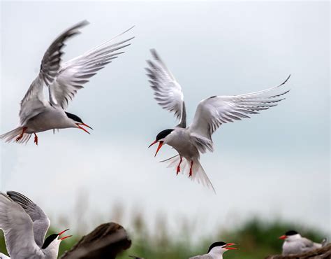 Manmade Common Tern Breeding Platform On Behance