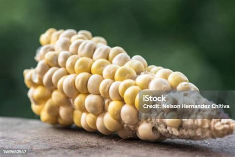 채소밭의 개암 나무 열매에 옥수수 유기농 식품 개념입니다 가을에 대한 스톡 사진 및 기타 이미지 가을 갈색 건강한 생활방식 Istock