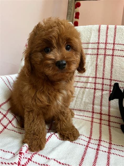 Sammy Cavapoo Luxury Teacups