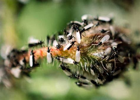 Do Flying Ants Bite 6 Things To Know The Buginator