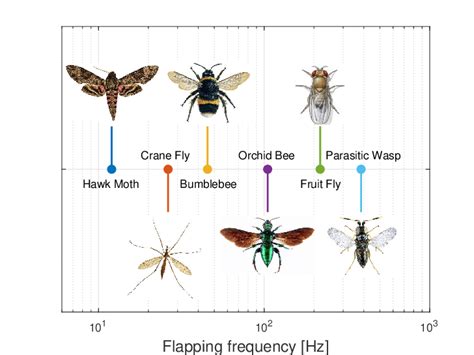 Flapping Frequency For Several Biological Flyers Capable Of Hovering