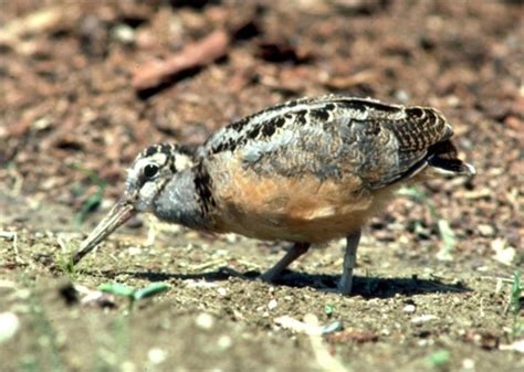 American Woodcock Wikipedia