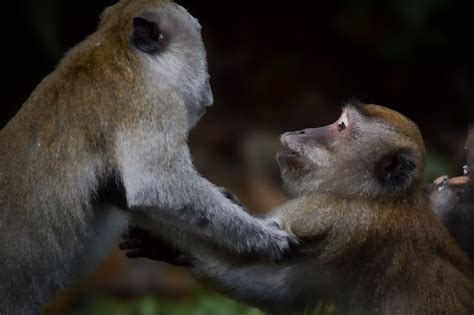 All The Things Macaques Are