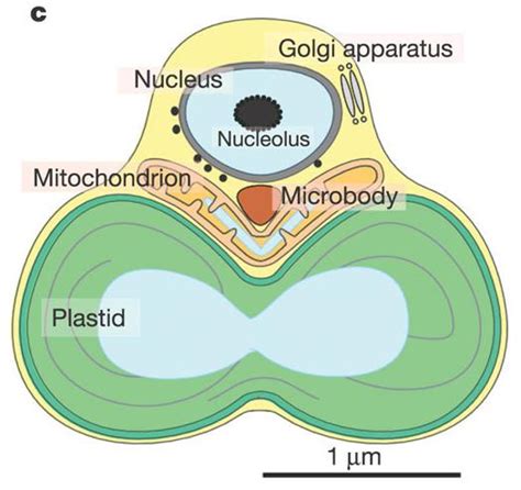Small Things Considered Sex Well Not Really And The Single Organelle