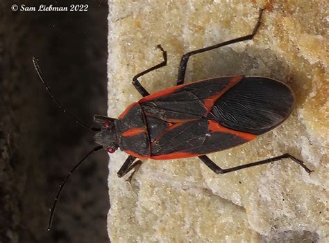 Boxelder Bug La Punaise De Lérable Négondo Boisea Triv Flickr