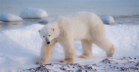[오늘과학] 80년 연구의 결실 북극곰 털 모방한 합성섬유