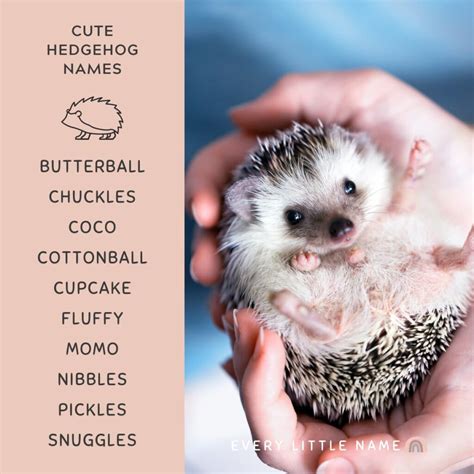 170 Best Hedgehog Names Cute Funny And Classic Every Little Name