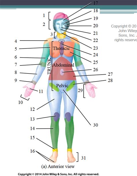 Anatomical Terms Diagram Quizlet