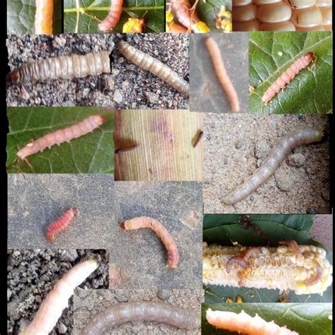 Samples Of Insects From Our Dataset Download Scientific Diagram