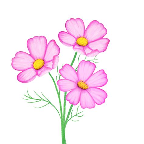 아름다운 꽃 그림 꽃 코스모스 삽화 Png 일러스트 및 Psd 이미지 무료 다운로드 Pngtree