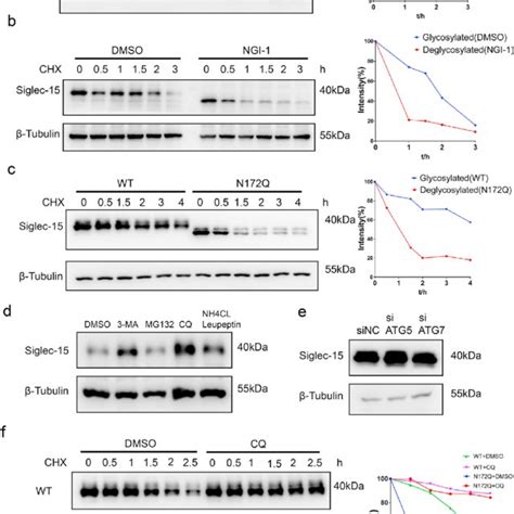 Glucose Promotes Siglec 15 N Glycosylation A Glycosylation Pattern Download Scientific