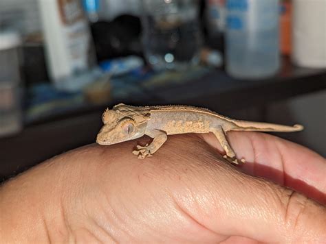 Crested Gecko Morph Rcrestedgecko