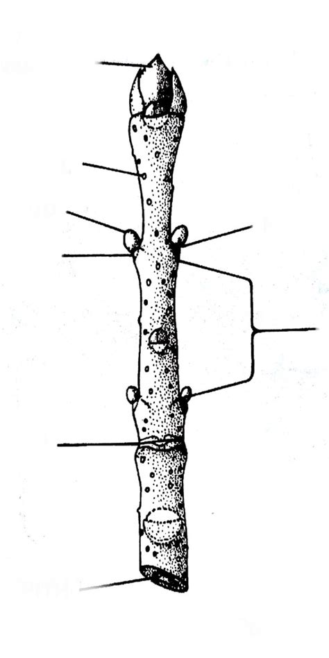 Biology Lab Exam Final Sbu Dr Endres Fall 2018 Twig Diagram Quizlet