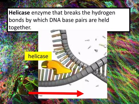 Gene Expression Rna And Protein Synthesis Pptx
