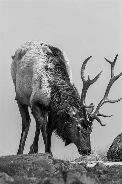 Black And White Elk Print Wildlife Bull Elk Photography Montana Yellowstone Art Etsy